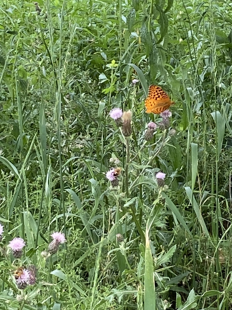 Great Spangled Fritillary from Flight 93 National Memorial, Stoystown ...