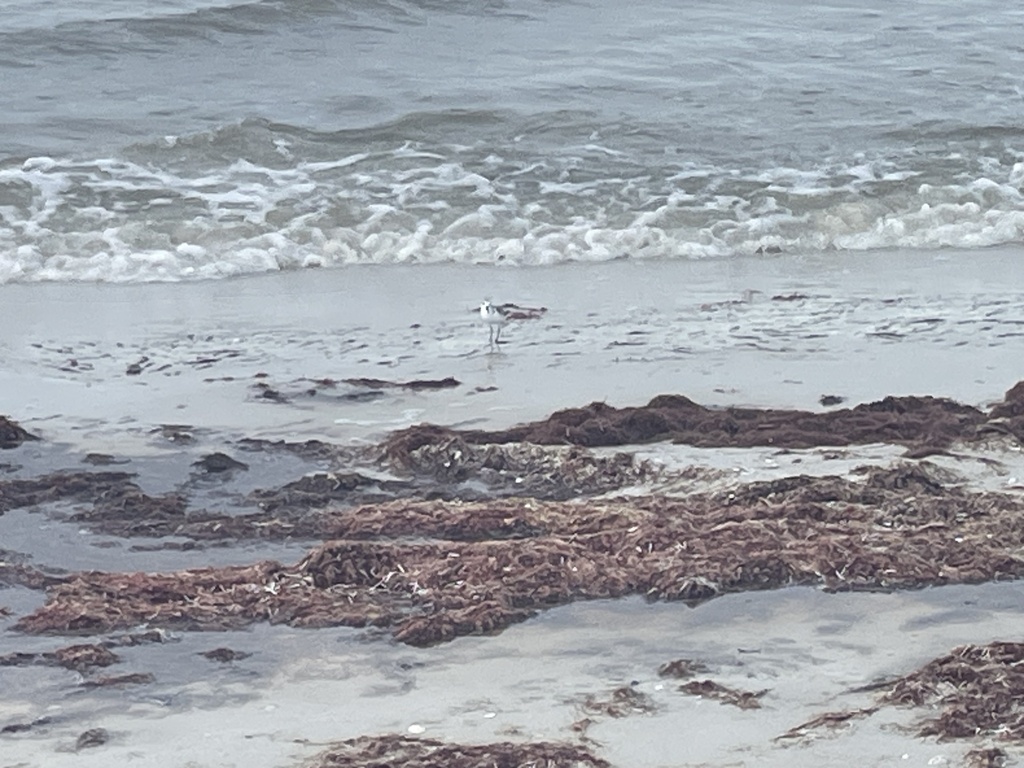 Sanderling from Estero Island, Fort Myers Beach, FL, US on June 18 ...