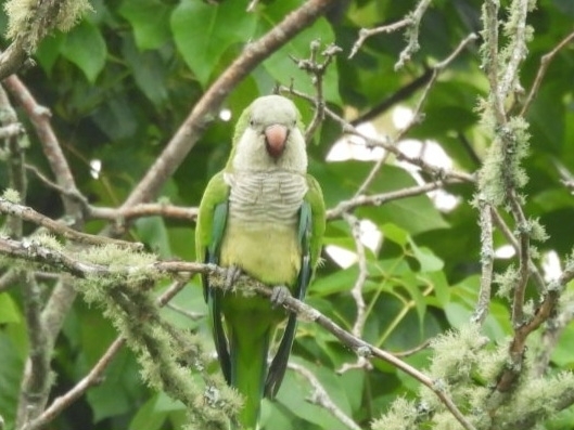 Monk Parakeet from Piedmont Prairie Trail - McDowell Nature Preserve on ...