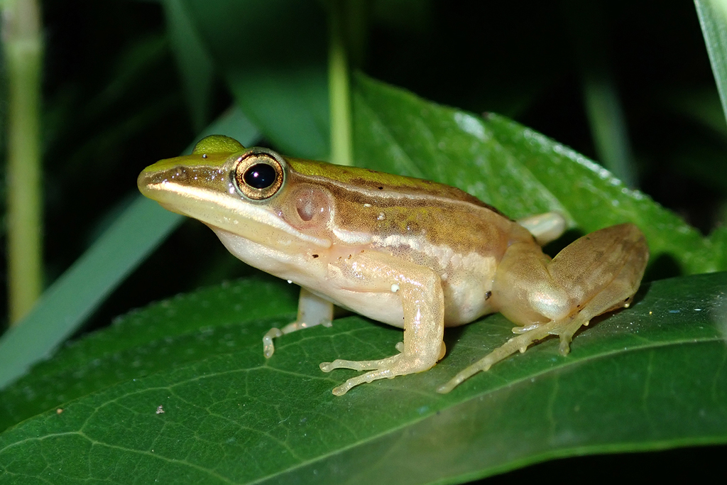 Taipei frog from Lau Shui Heung Reservoir, Hong Kong on May 22, 2019 at ...