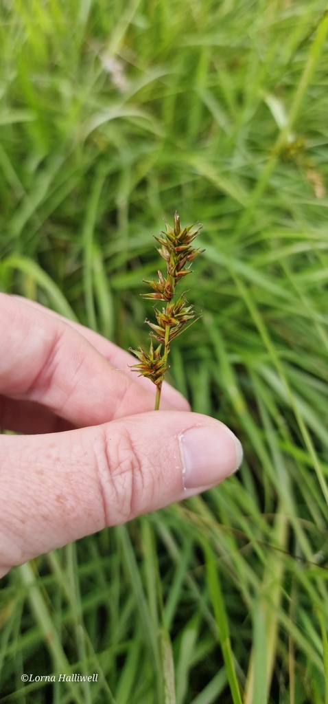 Spiked Sedge from Leigh WN7, UK on June 18, 2024 at 03:19 PM by Lorna ...