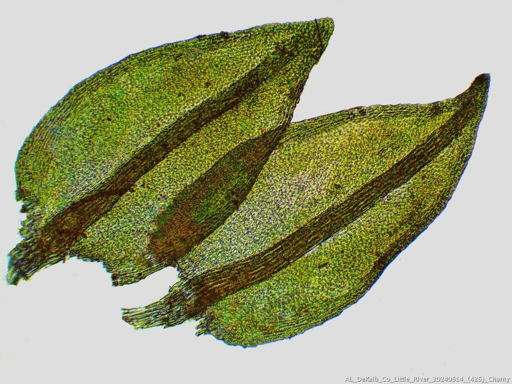 Bordered Brook Moss from Fort Payne, AL, USA on June 14, 2024 at 11:53 ...