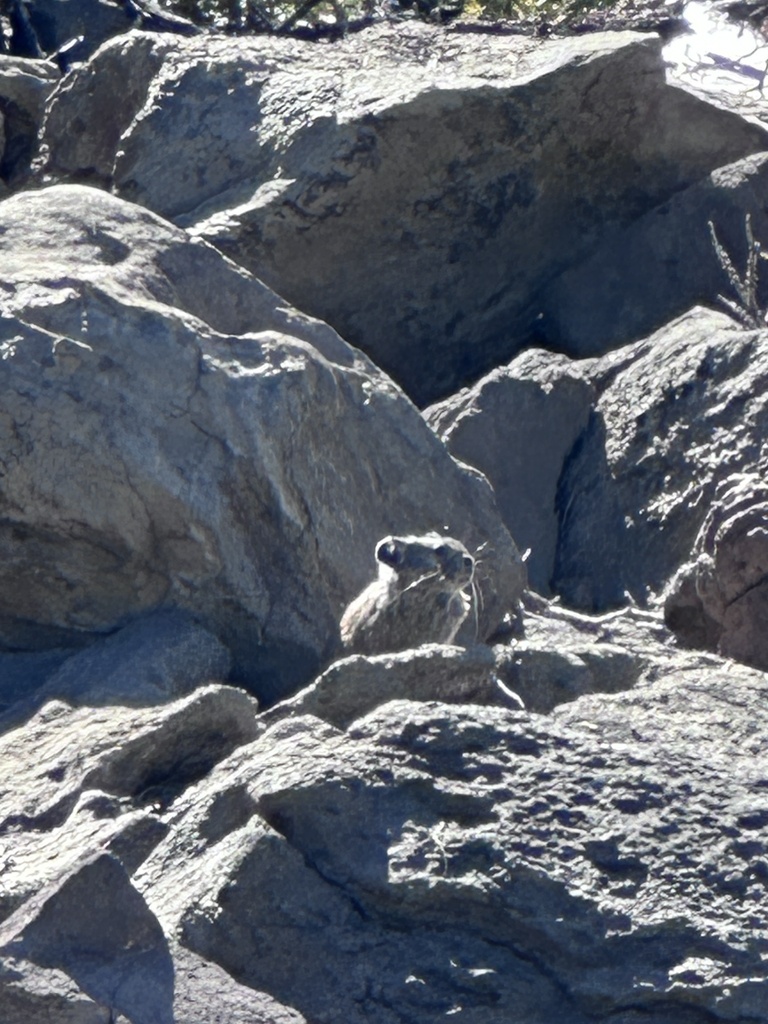 American Pika from Lassen National Forest, Chester, CA, US on June 18 ...