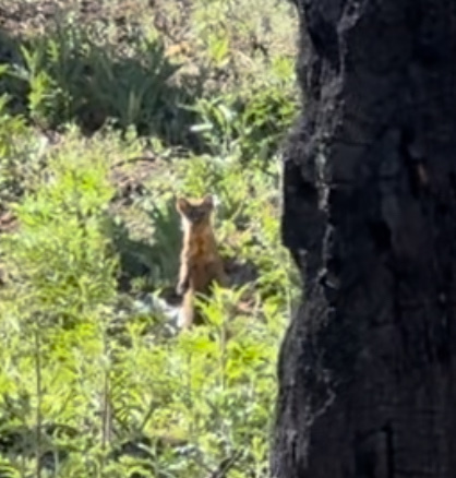 Pacific Marten in June 2024 by danielmhsu · iNaturalist