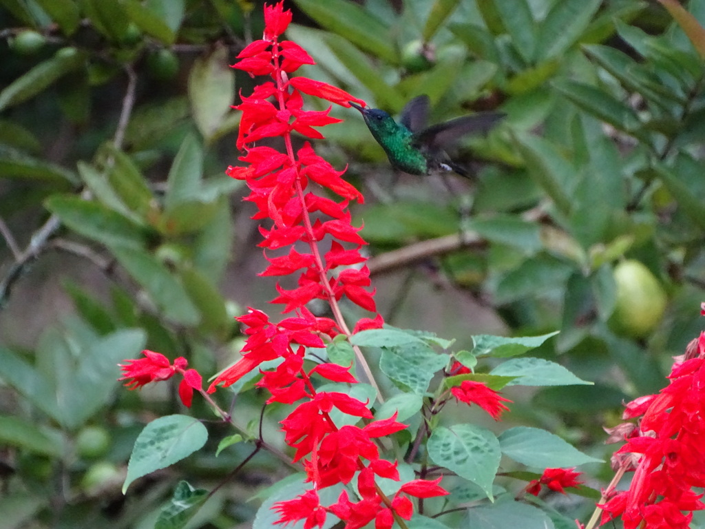 Indigo-capped Hummingbird from Anolaima, Cundinamarca, Colombia on June ...