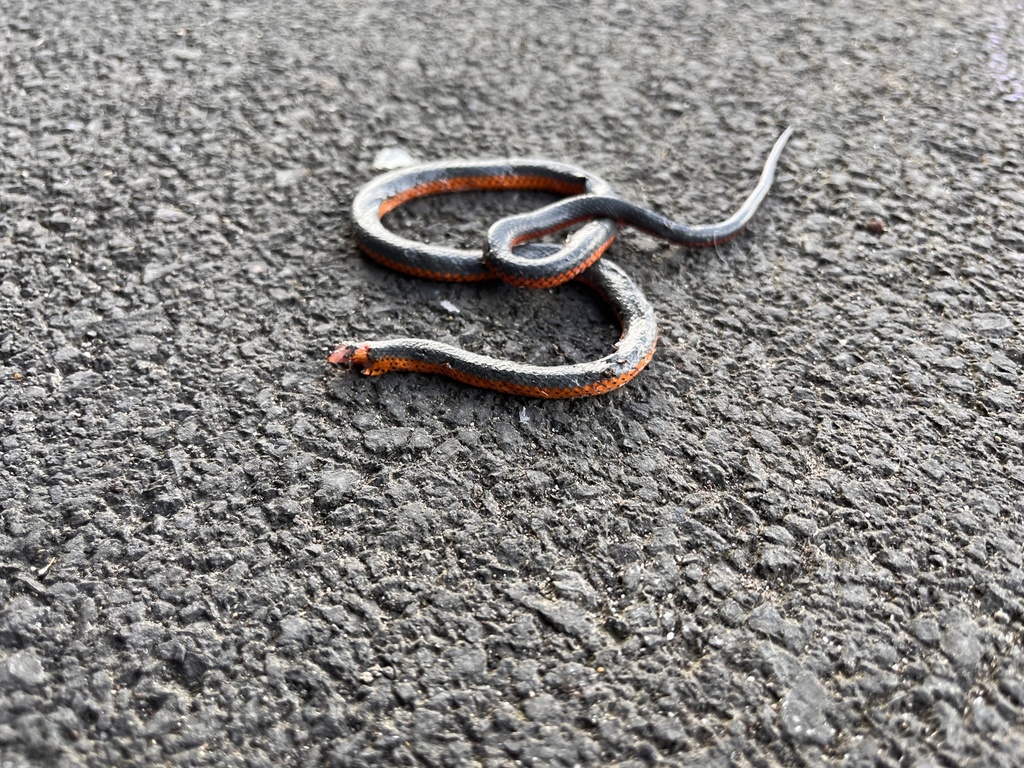 Northwestern Ringneck Snake from Columbia River Gorge National Scenic ...