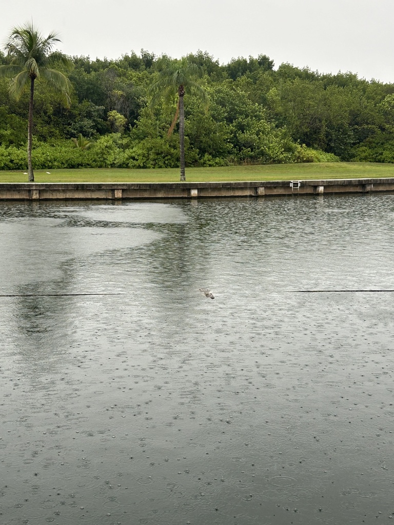 American Crocodile in June 2024 by karataylor627 · iNaturalist