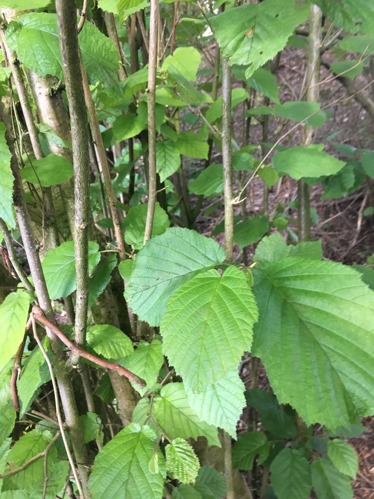 common hazel from BB7, Clitheroe, England, GB on May 22, 2019 at 10:40 ...