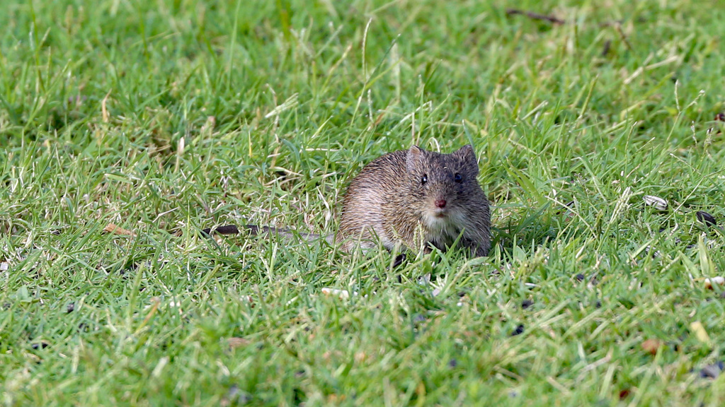Hispid Cotton Rat from Lynn Lane, Tulsa, OK, USA on June 18, 2024 at 09 ...