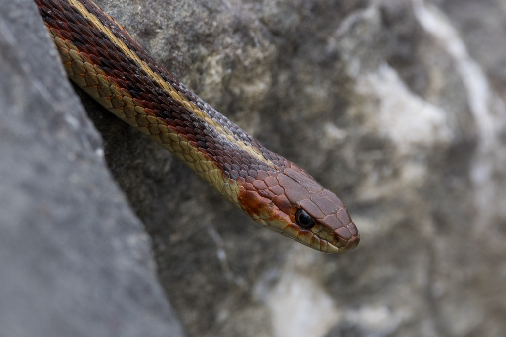 California Red-sided Garter Snake in June 2024 by Alex Tey · iNaturalist