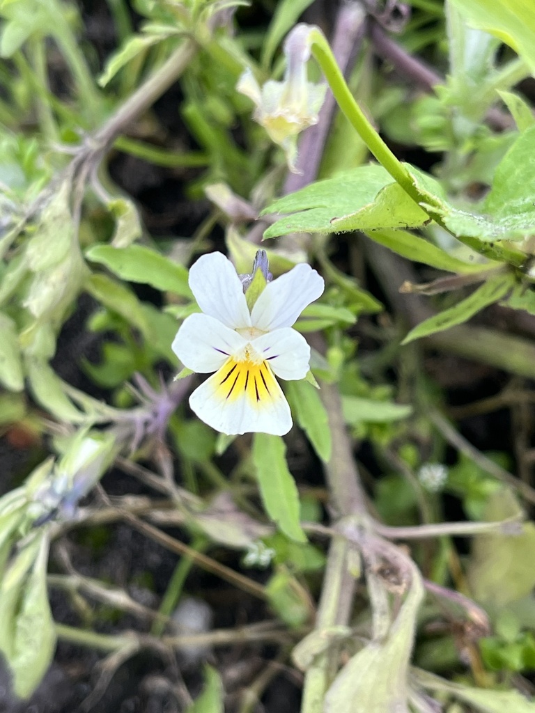 European field pansy from Warper's Moss Lane, Ormskirk, England, GB on ...
