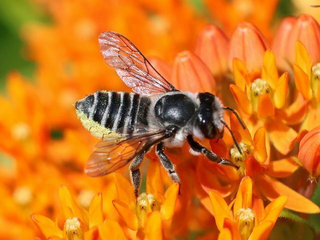 Texas Leafcutter Bee from Oakland Lake Wildflower Meadow, Bayside ...