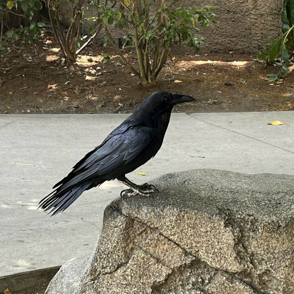 Common Raven from Griffith Park, CA, USA on June 12, 2024 at 11:48 AM ...