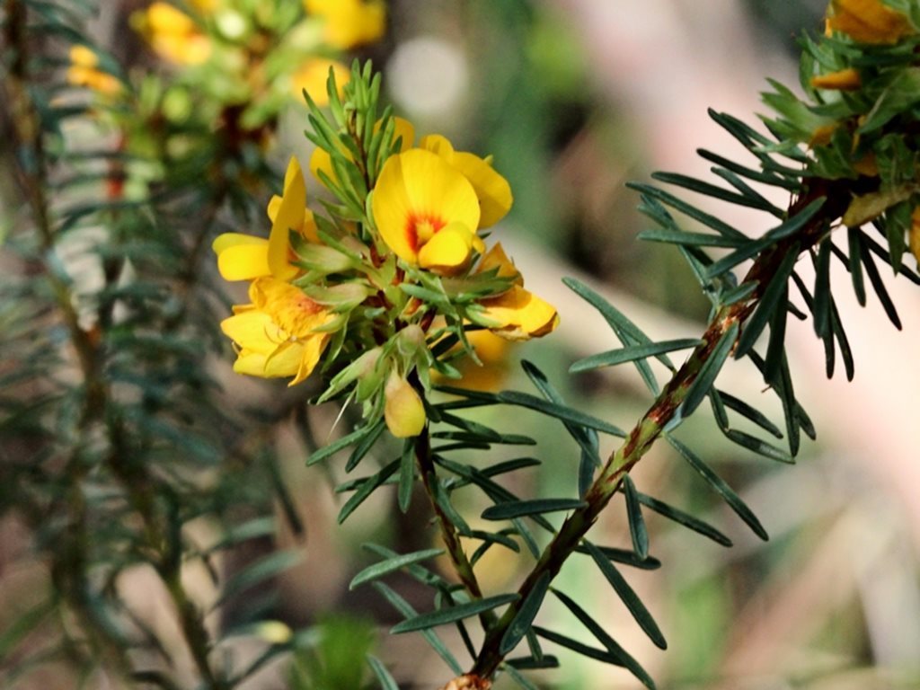 swamp bush-pea from Bunyip State Park, near Tonimbuk VIC 3815 ...