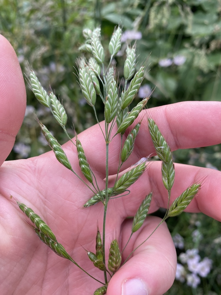 common soft brome from University of York, York, England, GB on 18 June ...