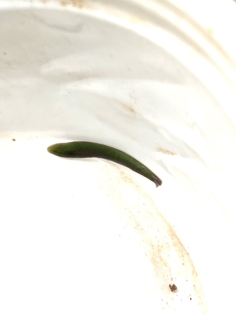 Planariidae from Sanborn County Park, Saratoga, CA, US on June 18, 2024 ...