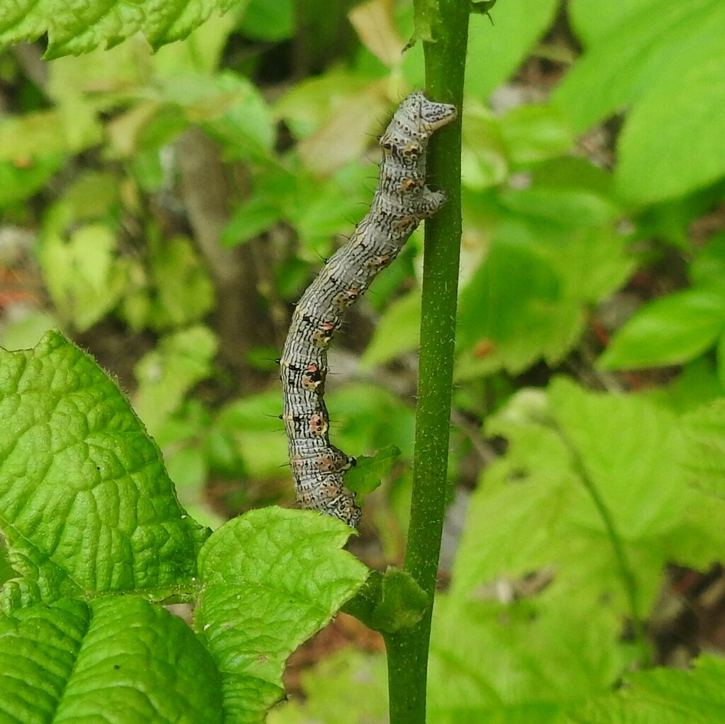 Half-wing Moth from St Lawrence County, NY, USA on June 18, 2024 at 11: ...