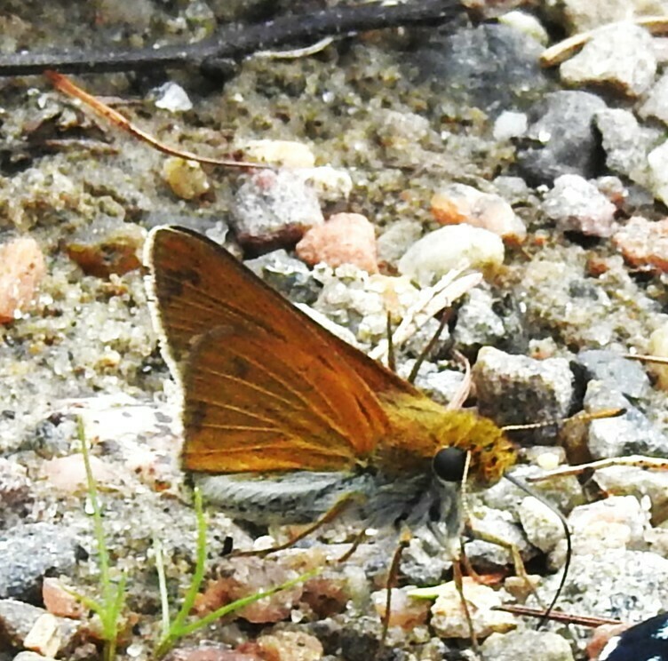 Two-spotted Skipper from St Lawrence County, NY, USA on June 18, 2024 ...