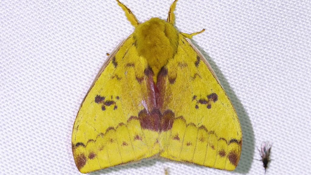 Io Moth from Wading River, NY, USA on June 18, 2024 at 03:27 AM by ...