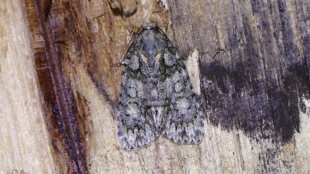 Eclipsed Oak Dagger from Wading River, NY, USA on June 18, 2024 at 03: ...