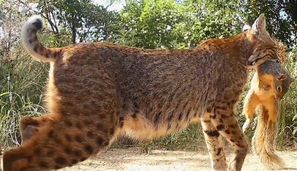 Bobcat from Weatherford, TX 76088, USA on June 17, 2024 at 04:30 PM by ...