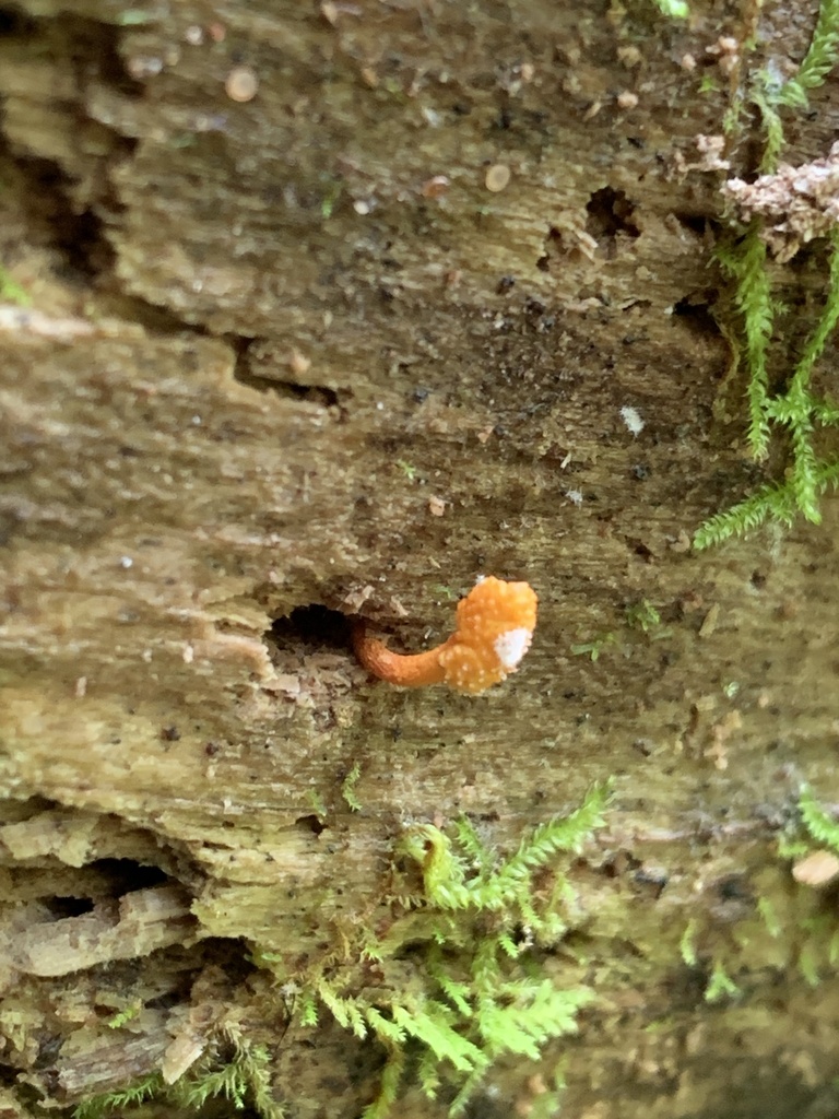 Ophiocordyceps variabilis from Hoosier National Forest, Paoli, IN, US ...