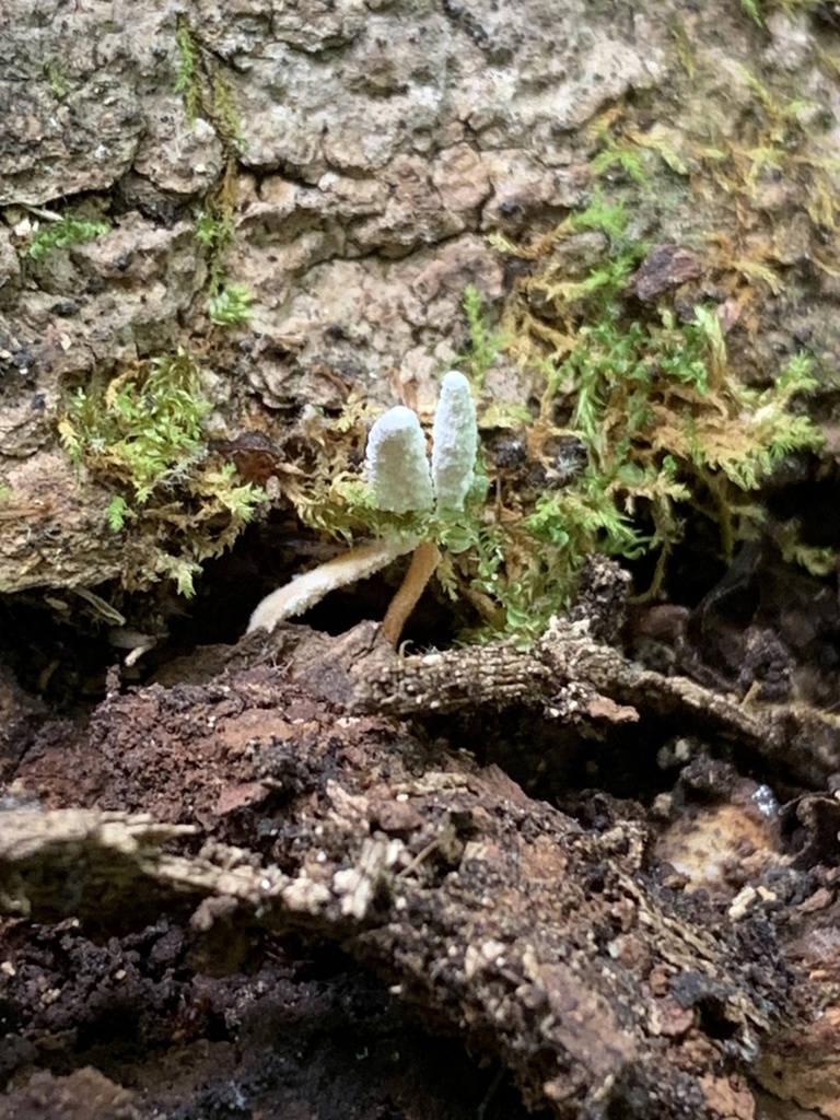 Cordycipitaceae from Hoosier National Forest, Paoli, IN, US on June 18 ...
