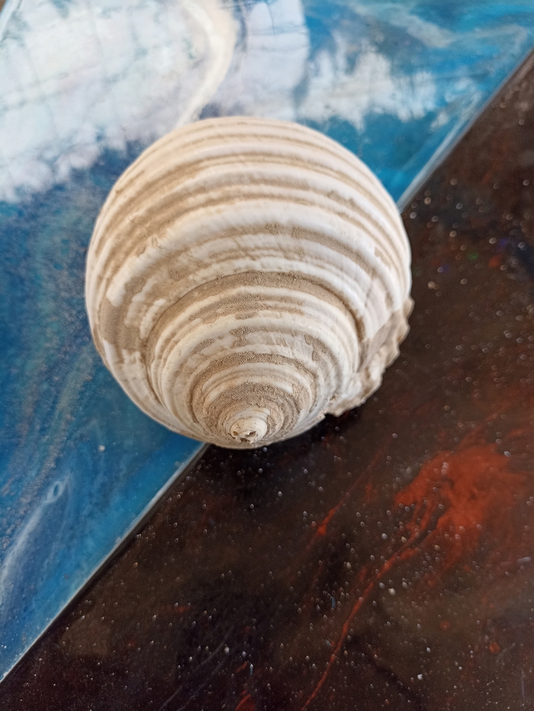 Grinning Tun Snail from México on June 18, 2024 at 01:57 PM by ...