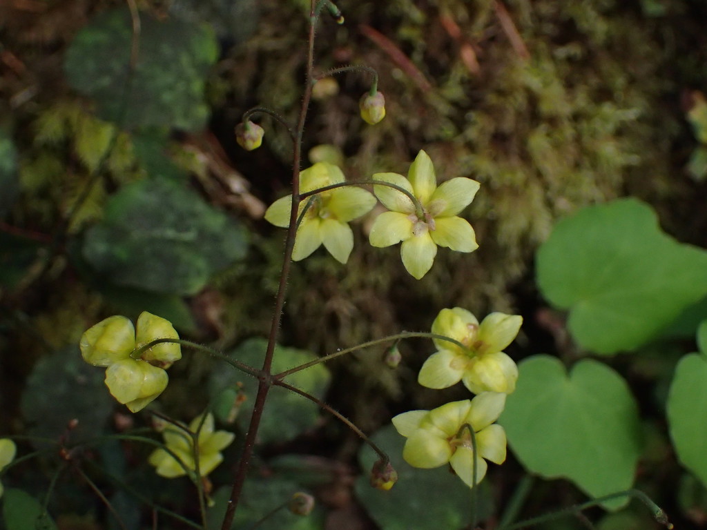 Siskiyou inside-out-flower (Gasquet Trip) · iNaturalist