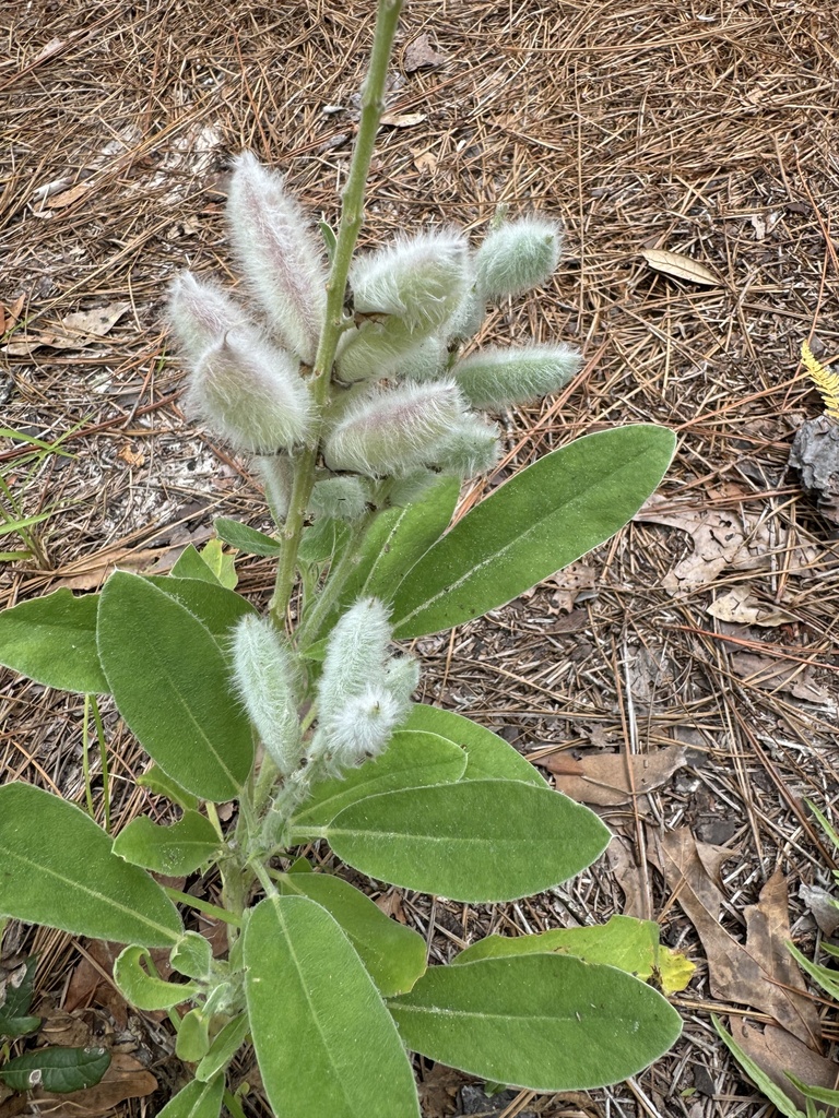 Lady Lupine from Jackson County, US-MS, US on June 18, 2024 at 02:46 PM ...