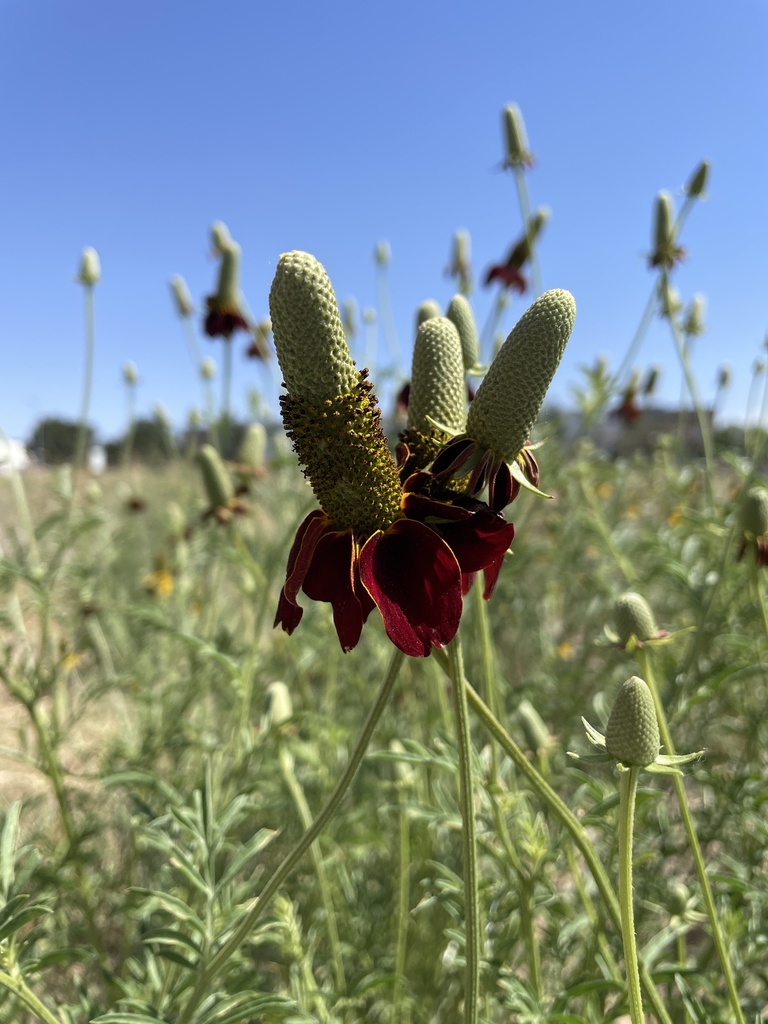 upright prairie coneflower from Montbello Open Space, Denver, CO, US on ...