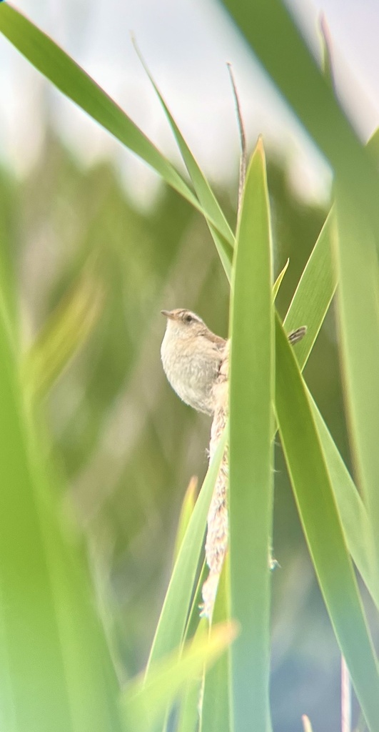 Marsh Wren from Union Bay Natural Area, Seattle, WA, US on June 18 ...