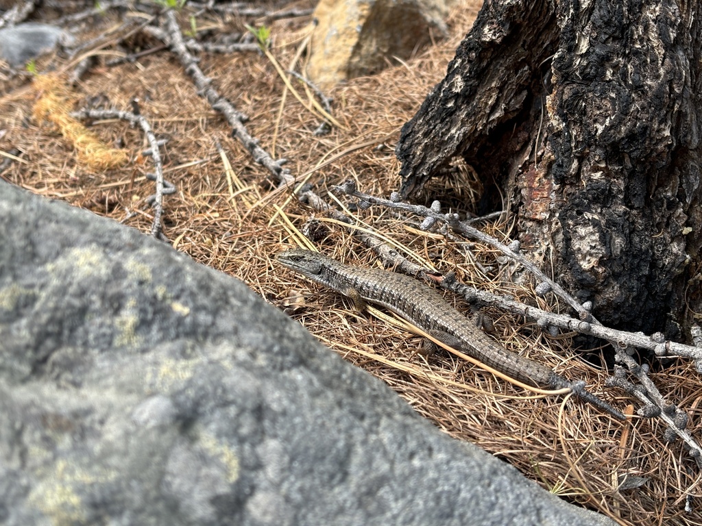 Northern Alligator Lizard from Okanogan - Wenatchee National Forest ...