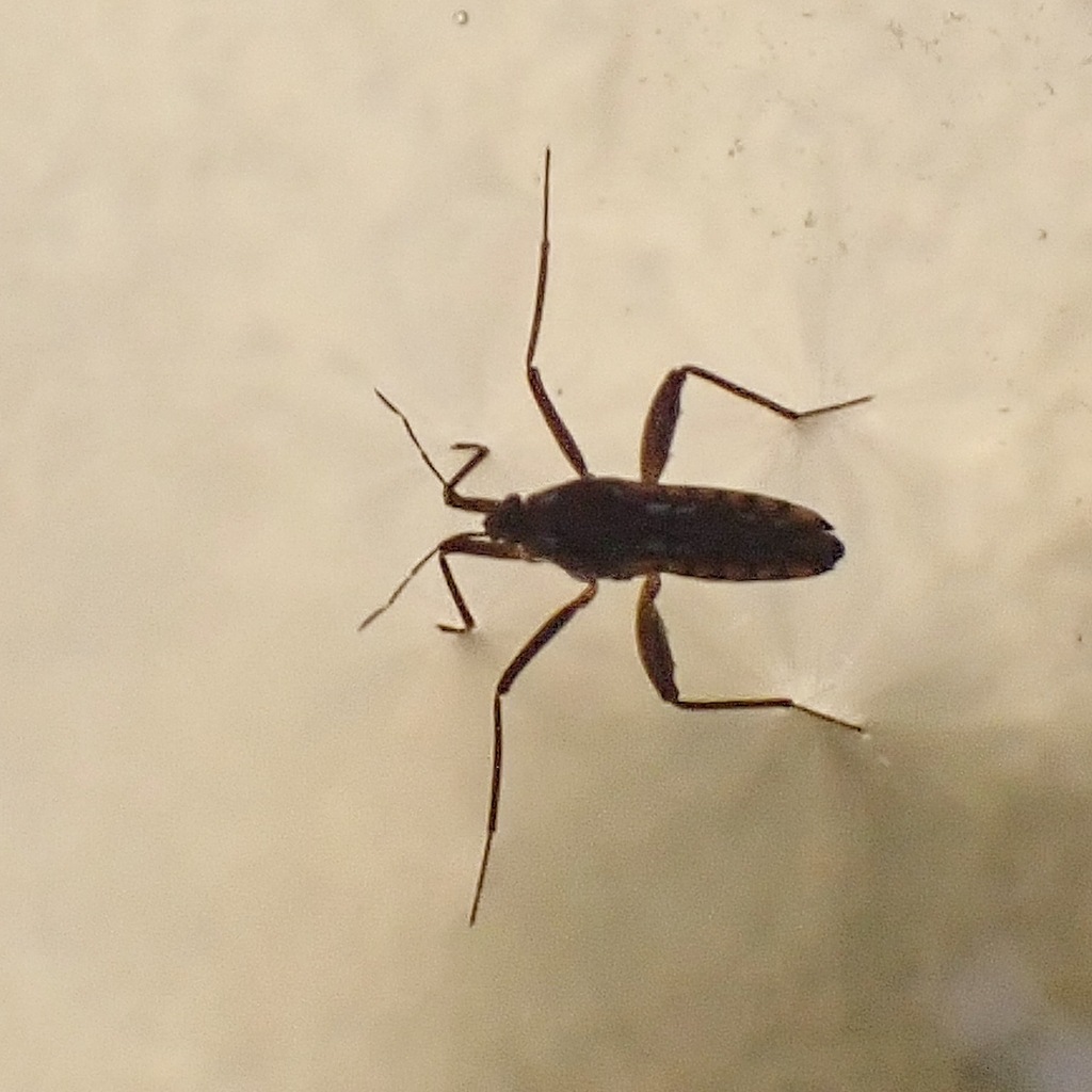 Capra's Water Cricket from Antequera, Málaga, Spain on June 18, 2024 at ...