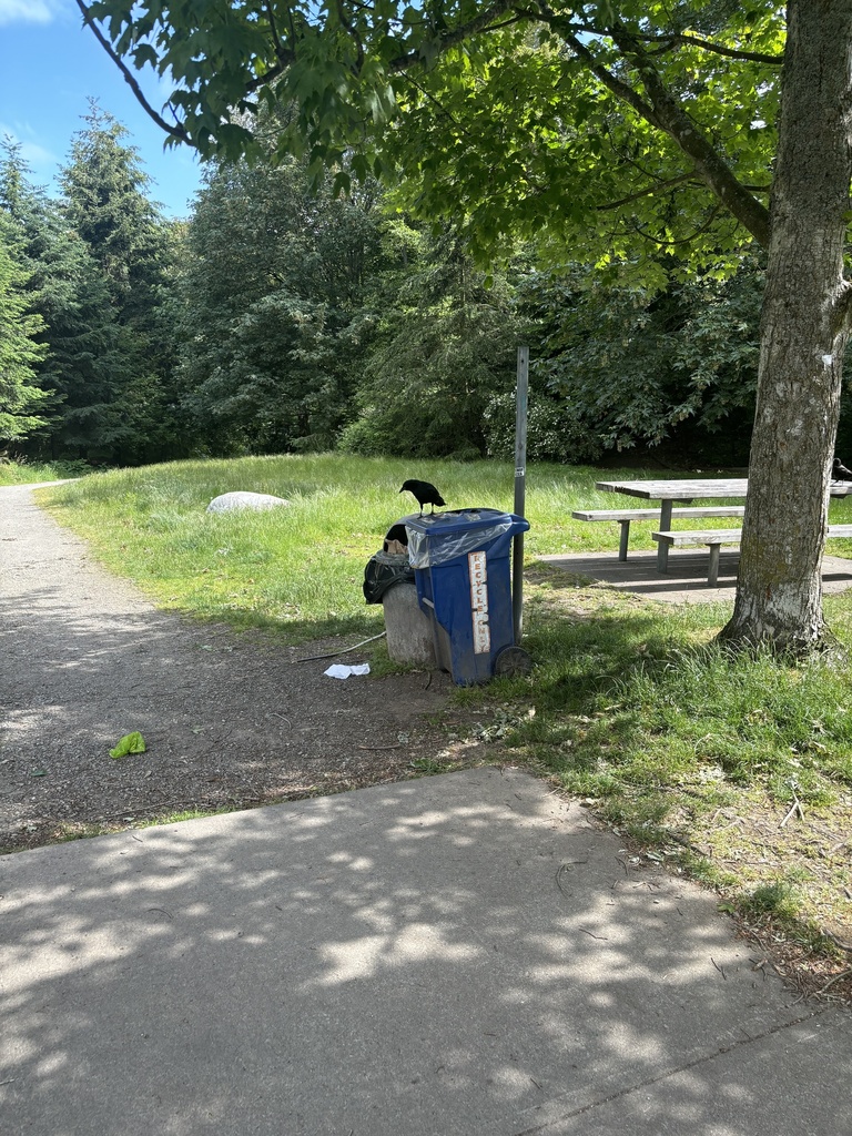 American Crow from Carkeek Park, Seattle, WA, US on June 18, 2024 at 10 ...