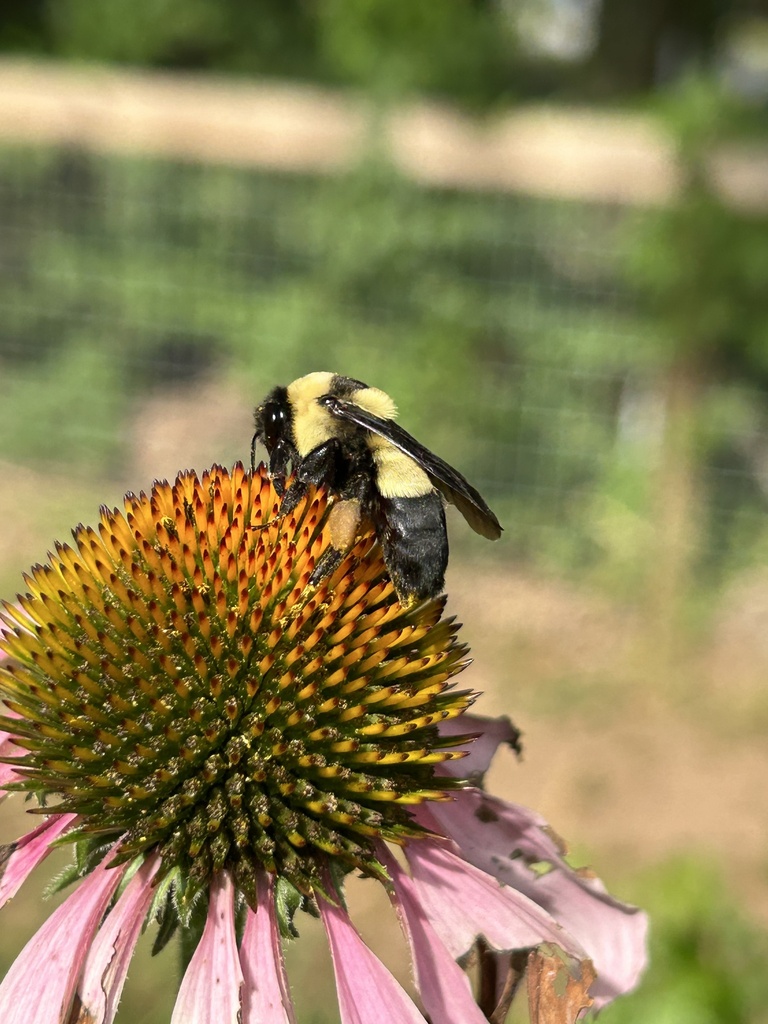 Southern Plains Bumble Bee from Centennial Rd, Rutledge, GA, US on June ...