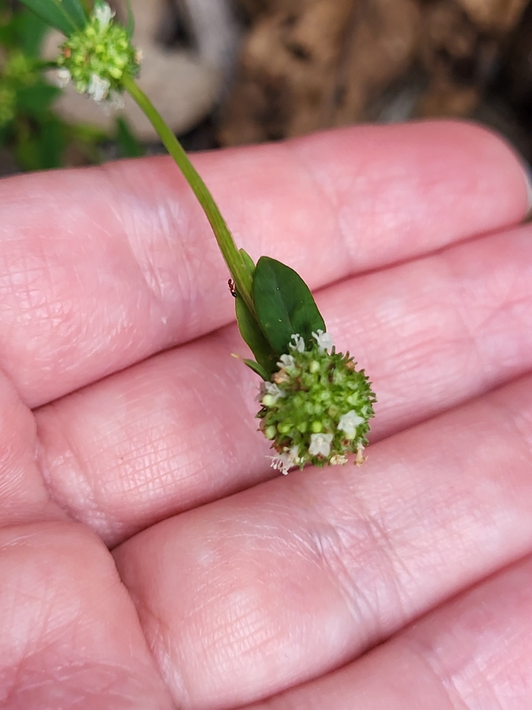 shrubby false buttonweed in June 2024 by V. Crouton · iNaturalist