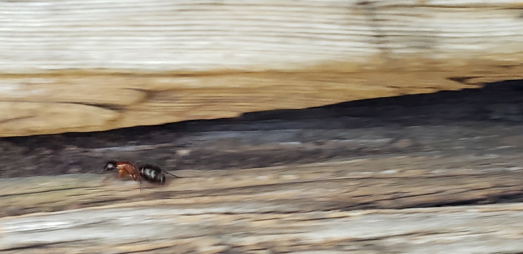 Texas Carpenter Ant from Avondale Park, Denton, Denton County, Texas on ...