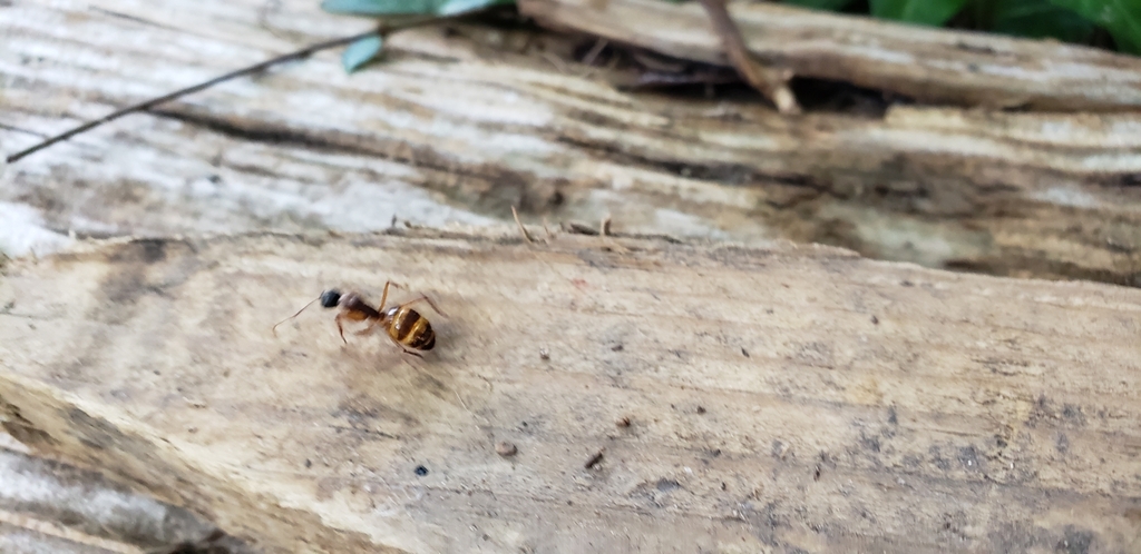 Bearded Carpenter ant from Avondale Park, Denton, Denton County, Texas ...