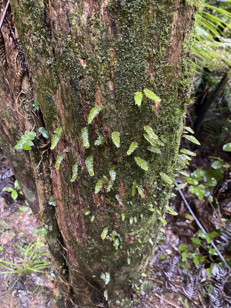 quill moss from Mangawhai, New Zealand on June 16, 2024 at 12:53 PM by ...