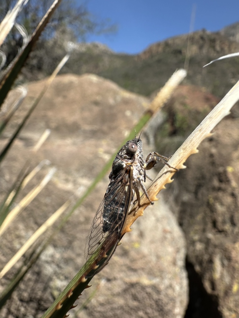 Chicharras transparentes desde Villa de Reyes, S.L.P., MX el 18 de ...