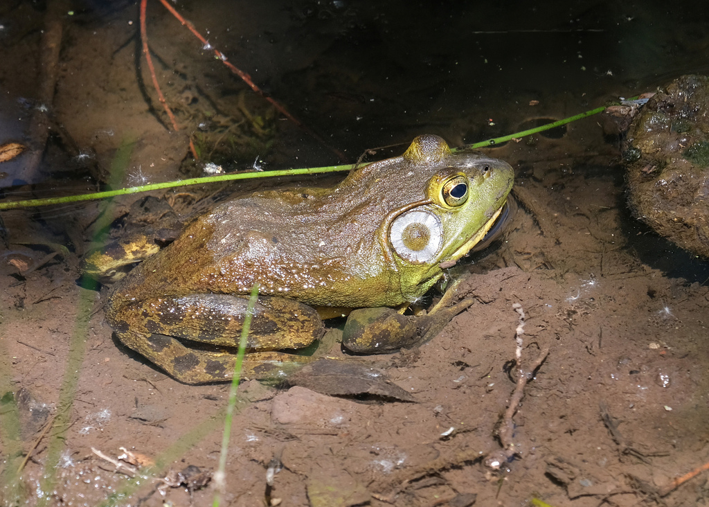 American Bullfrog from Ada County, ID, USA on June 11, 2024 at 03:31 PM ...