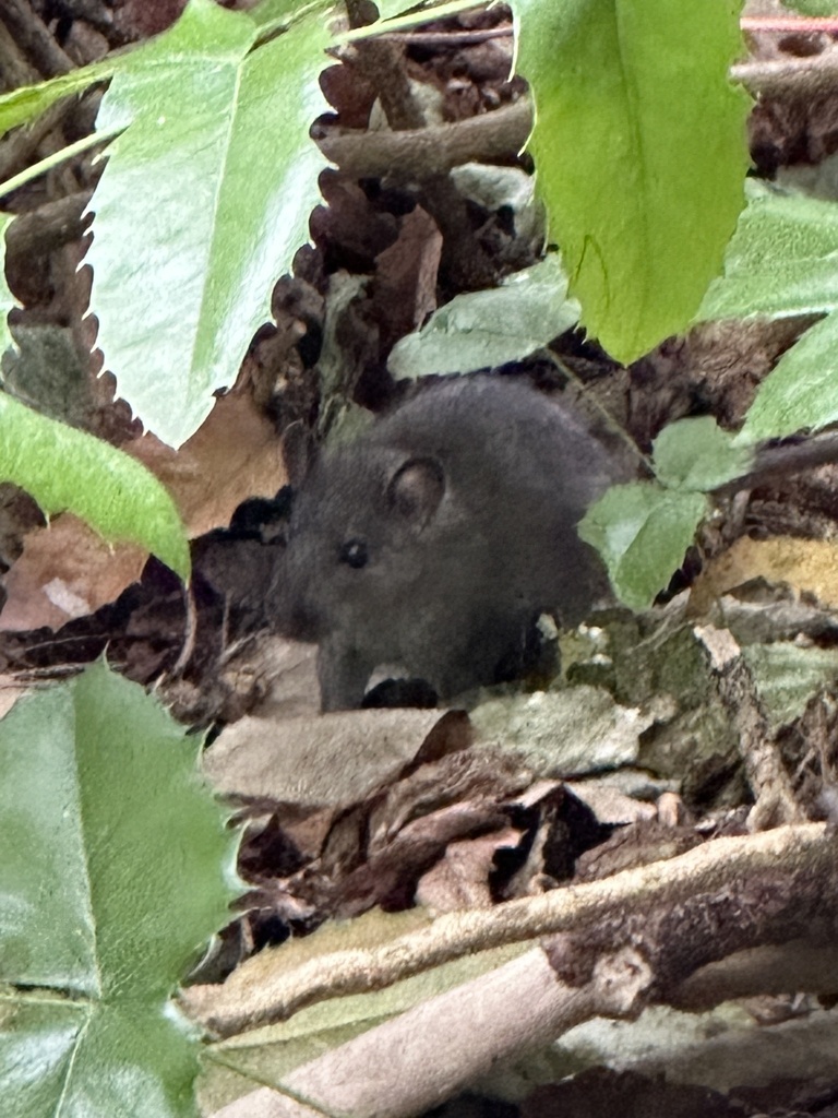 Black Rat from University of Washington, Seattle, WA, US on June 18 ...