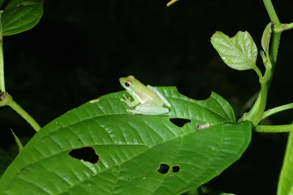 Slender Tree Frog from Huánuco, PE on August 10, 2016 at 05:44 PM by ...
