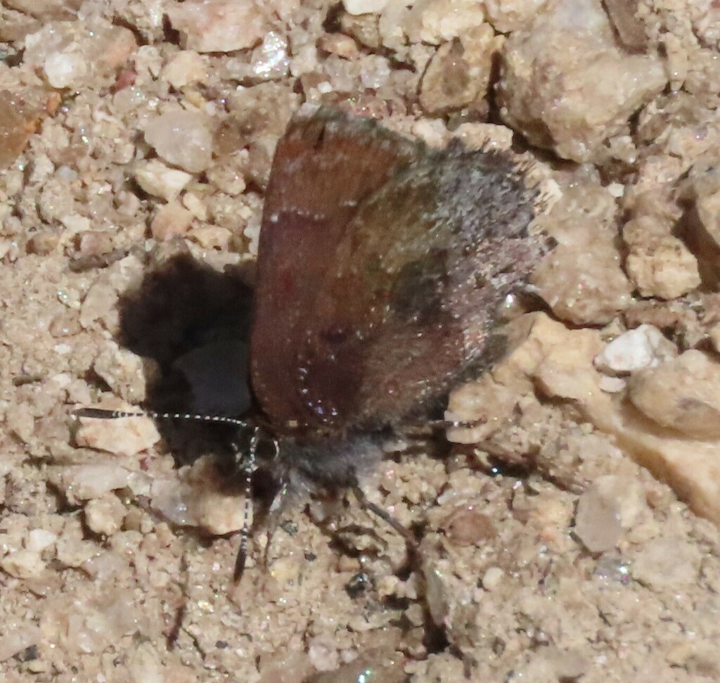 Hoary Elfin from Custer County, SD, USA on June 6, 2024 at 10:20 AM by ...