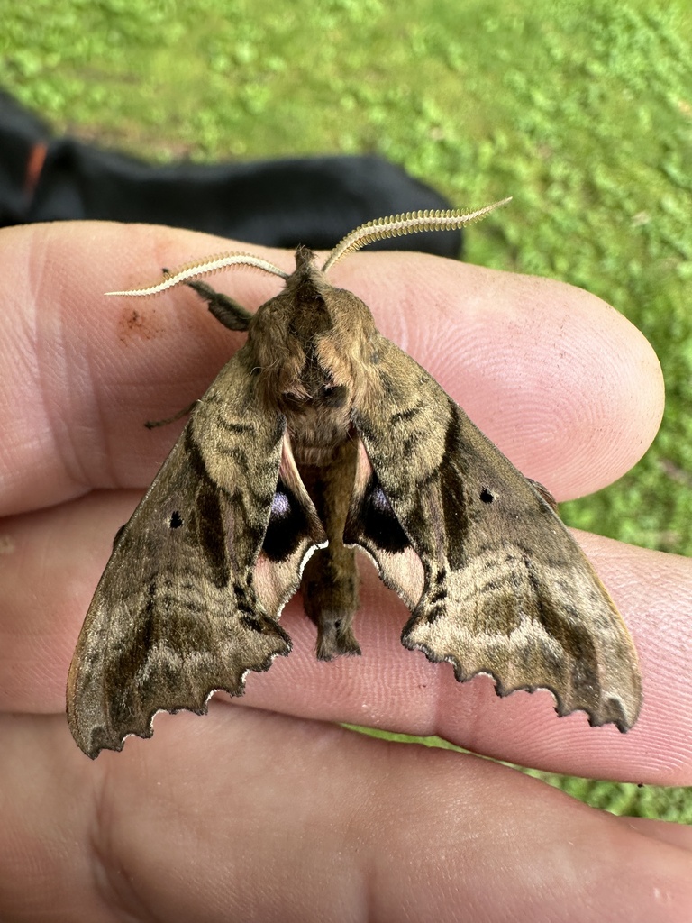 Blinded Sphinx from Kent, OH, USA on June 18, 2024 at 12:21 PM by Greg ...