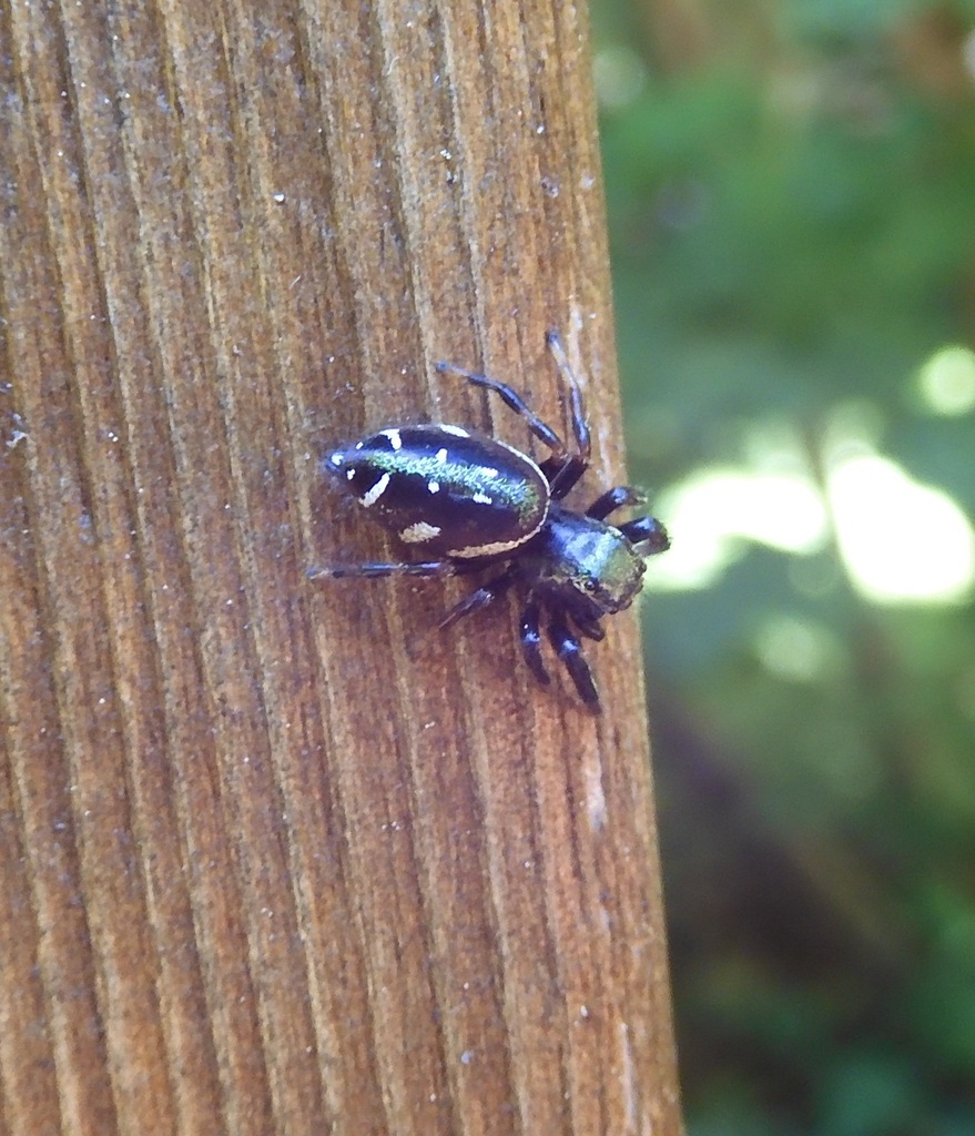 Golden Jumping Spider from County Rd., Guilford, CT, USA on June 15 ...