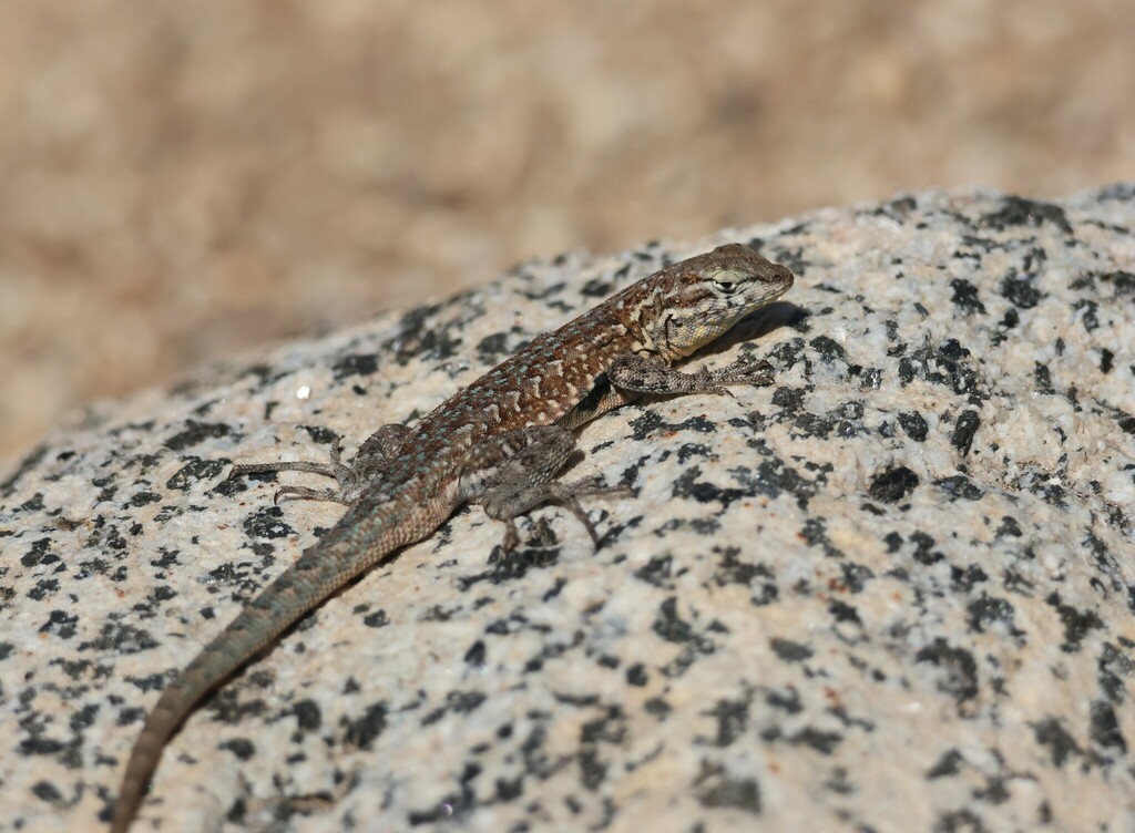 Western Side-blotched Lizard from San Diego County, CA, USA on June 18 ...