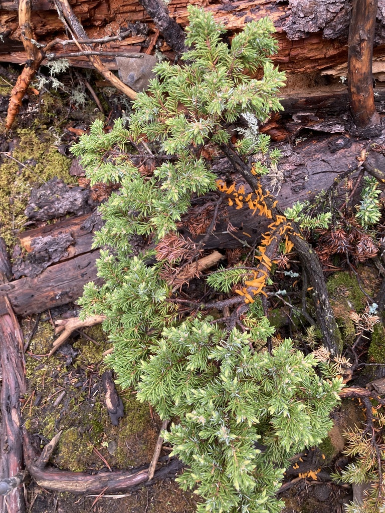 tongues of fire from Kananaskis, AB T0L, Canada on June 17, 2024 at 09: ...