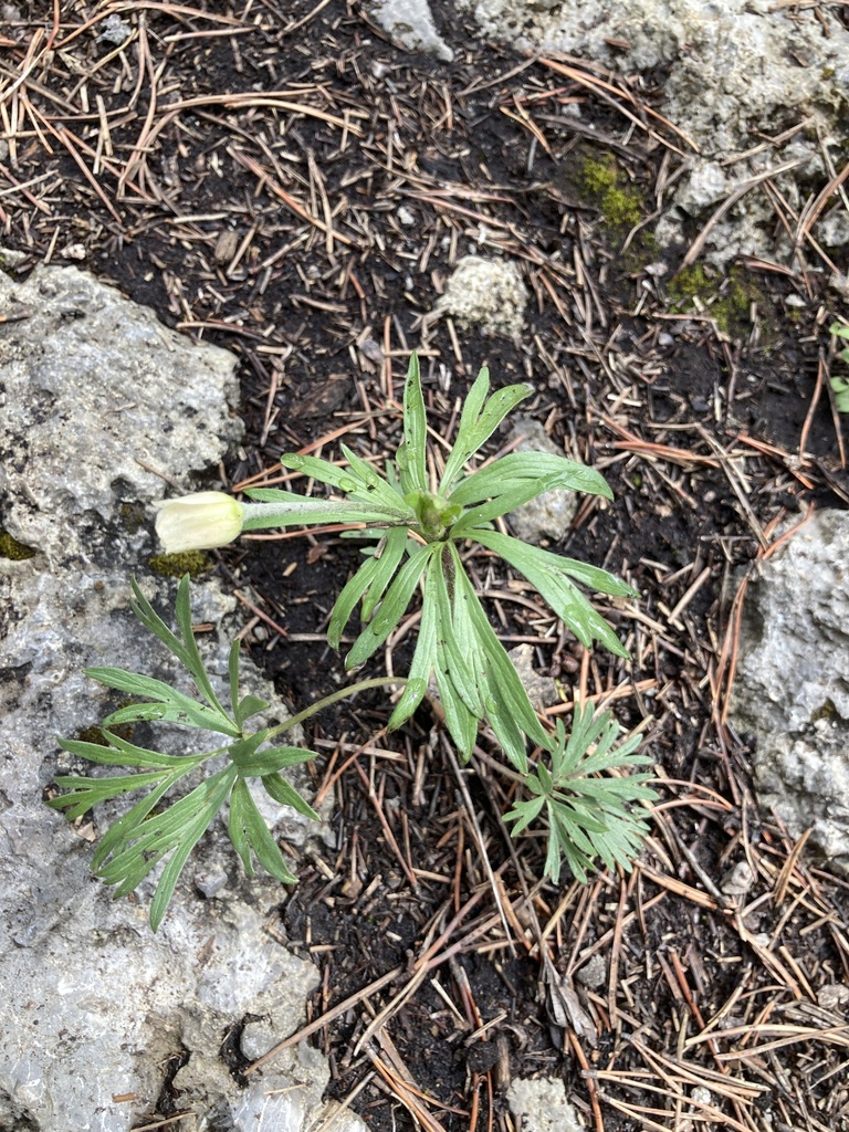 Cutleaf Anemone from Kananaskis, AB T0L, Canada on June 17, 2024 at 12: ...